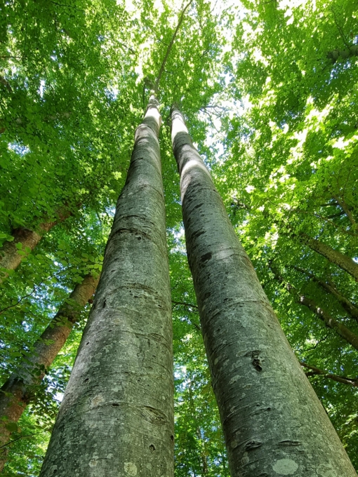 Offre Coaching Arbre De Vie - Séance complémentaire | 25441 | Wooskill
